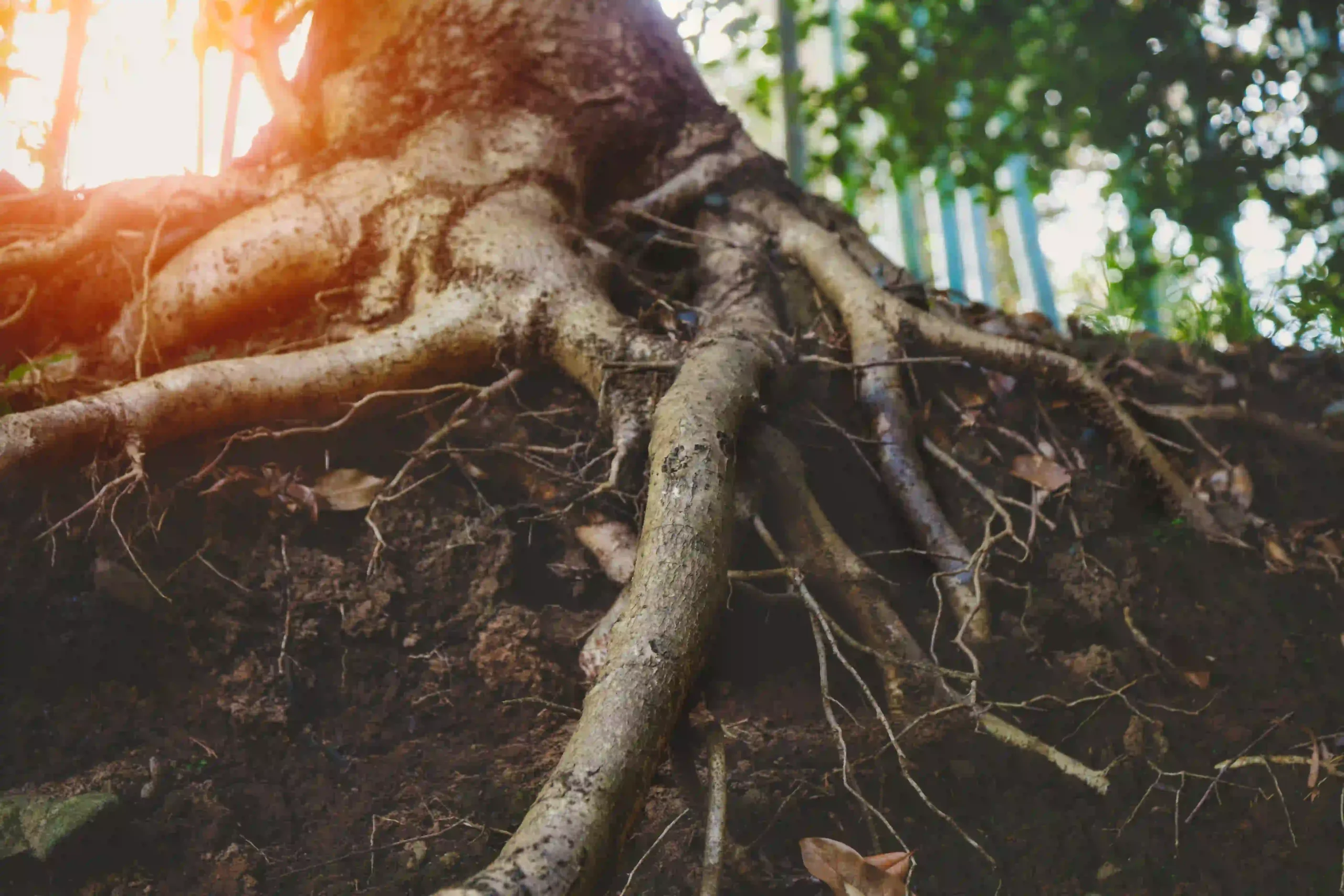 How to Prevent Tree Roots from Damaging Your Driveway | SmartLevel